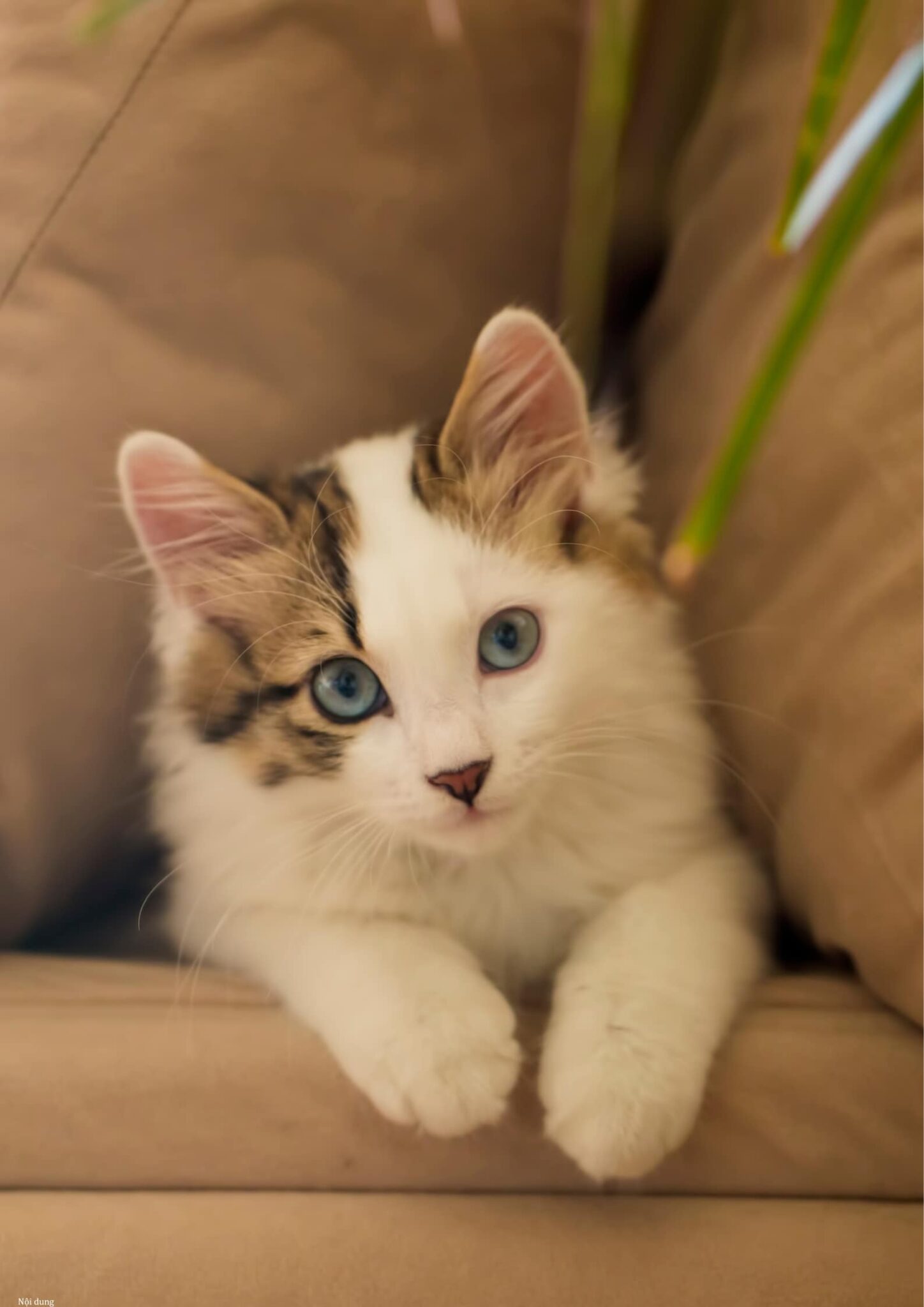 102+ hình ảnh con mèo siêu dễ thương
