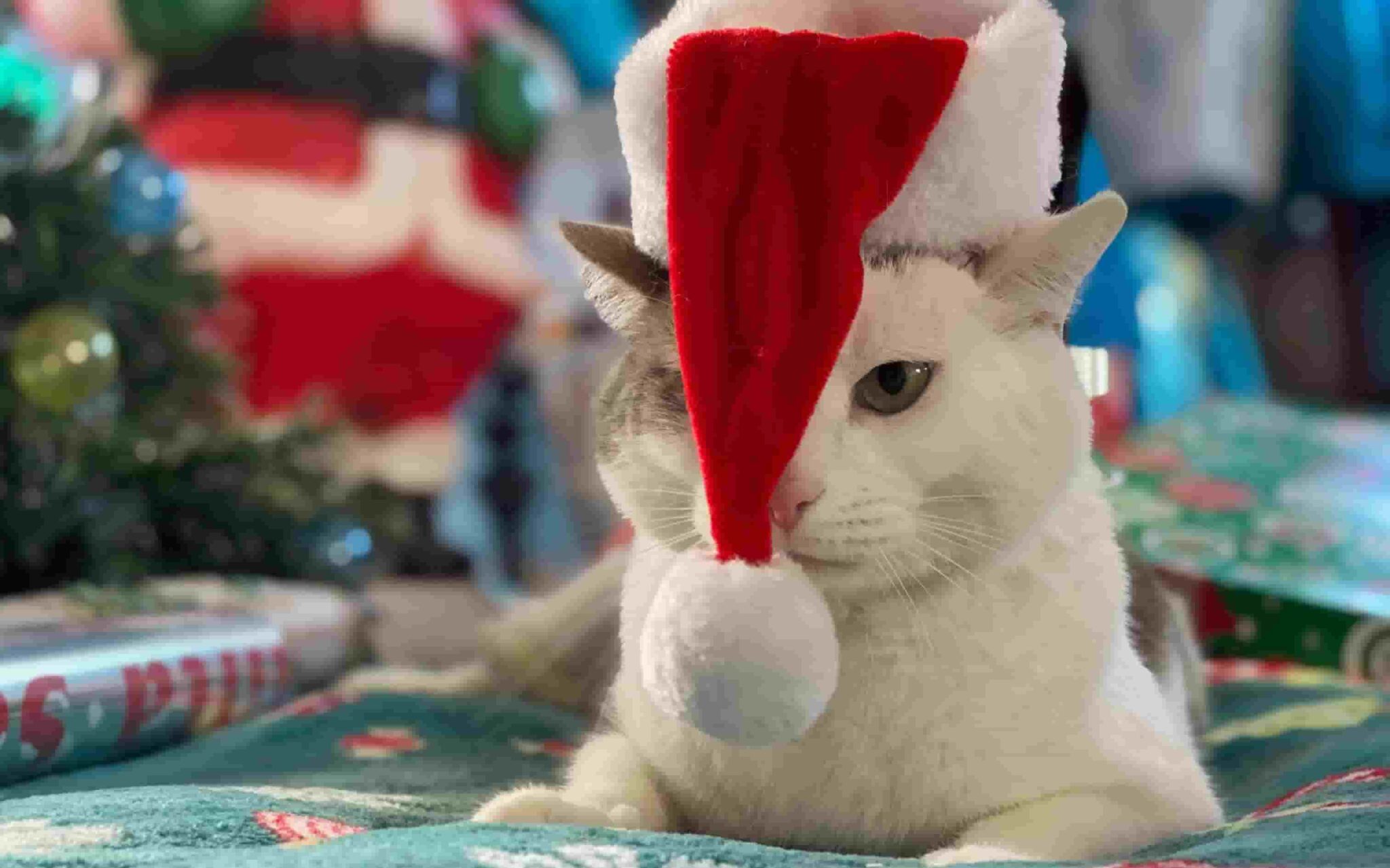 Top 101 hình nền mèo noel cực dễ thương