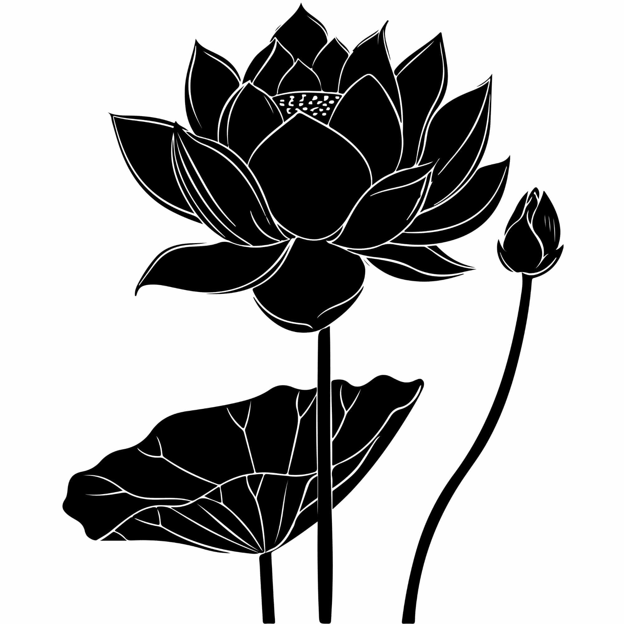 Tải hình hoa sen miễn phí