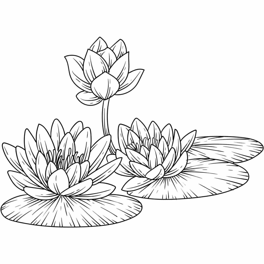 Tải hình hoa sen miễn phí
